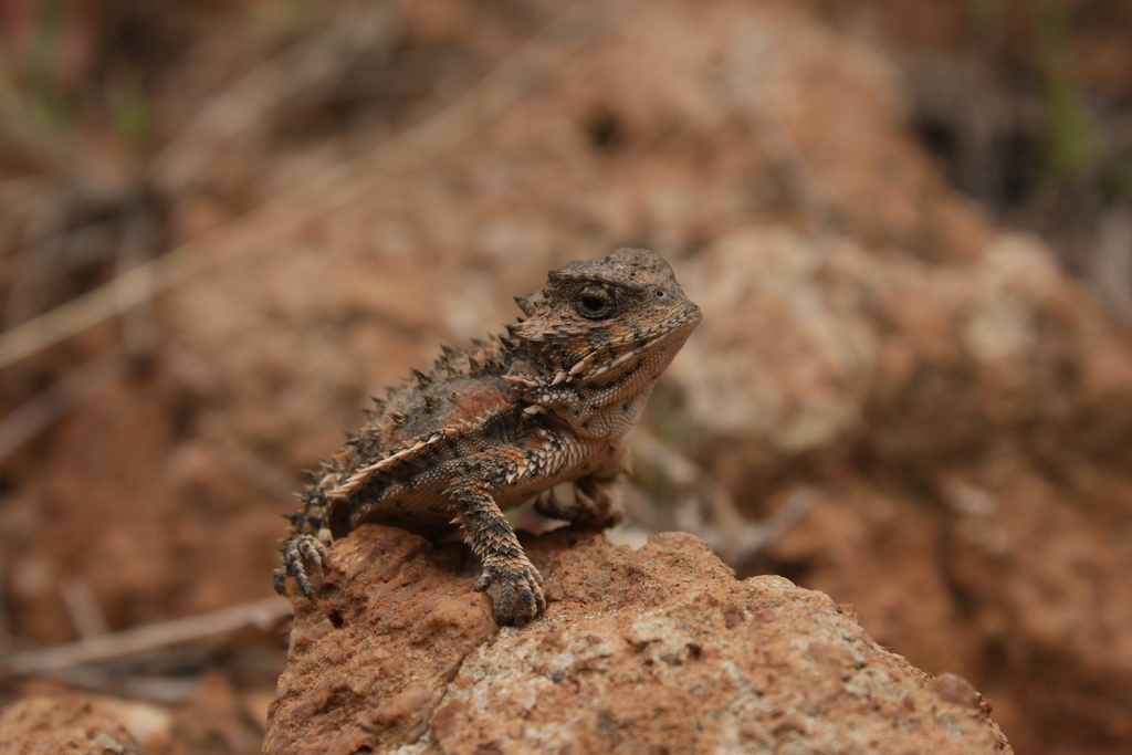 Mountain Horned Lizard from Tlalpujahua, Mich., México on July 5, 2020 ...