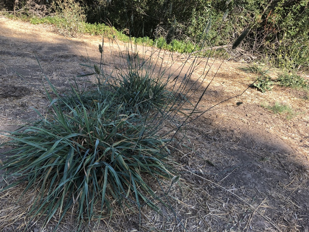 harding grass in October 2020 by stellifera · iNaturalist