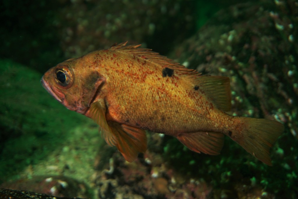 Norway redfish (Sebastes viviparus) - Marine Life Identification