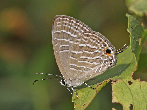 Oriental Common Cerulean (Subspecies Jamides celeno celeno) · iNaturalist