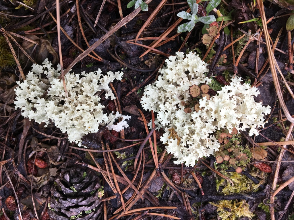 Crinkled Snow Lichen from Division No. 15, AB, Canada on August 4, 2017 ...