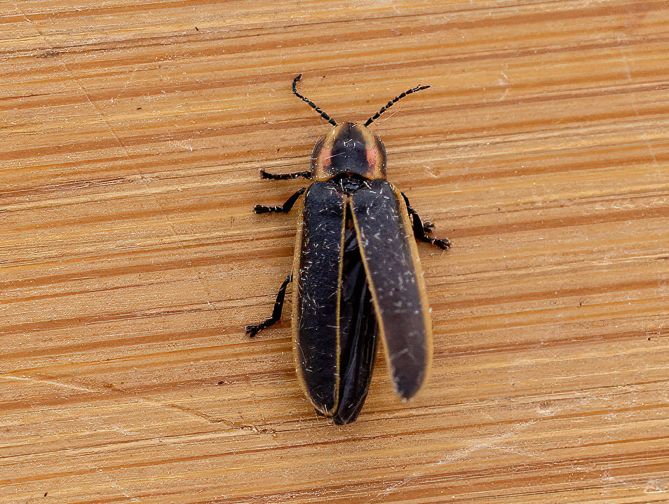 Pyractomena from Carbon County, MT, USA on June 14, 2020 at 01:27 PM by ...