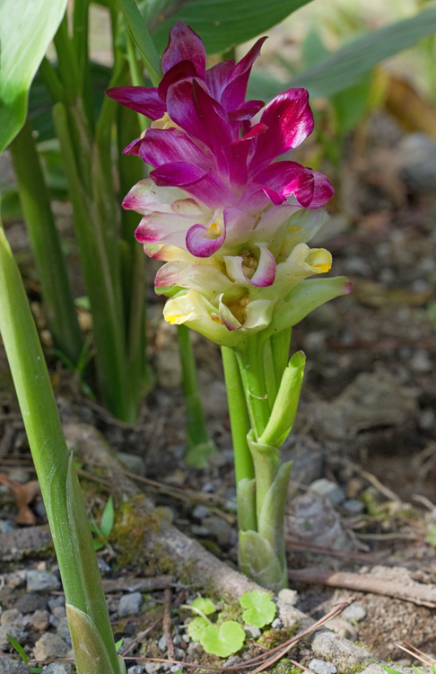 Curcuma zedoaria (Christm.) Roscoe