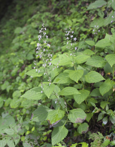 Tonic Teacost (Variety Isodon japonicus japonicus) · iNaturalist