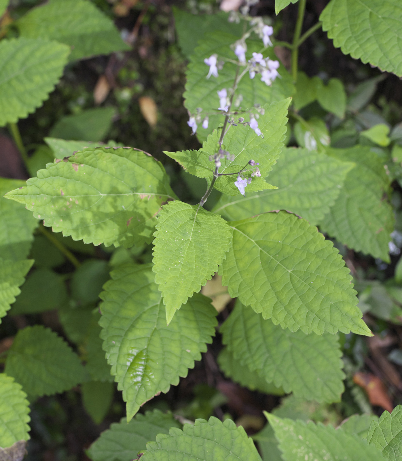 Isodon japonicus (Burm.f.) H.Hara