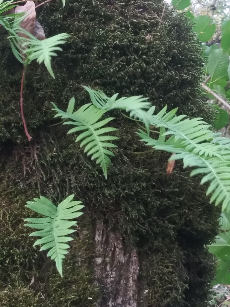 licorice fern from Jefferson, OR 97352, USA on October 23, 2020 at 10: ...