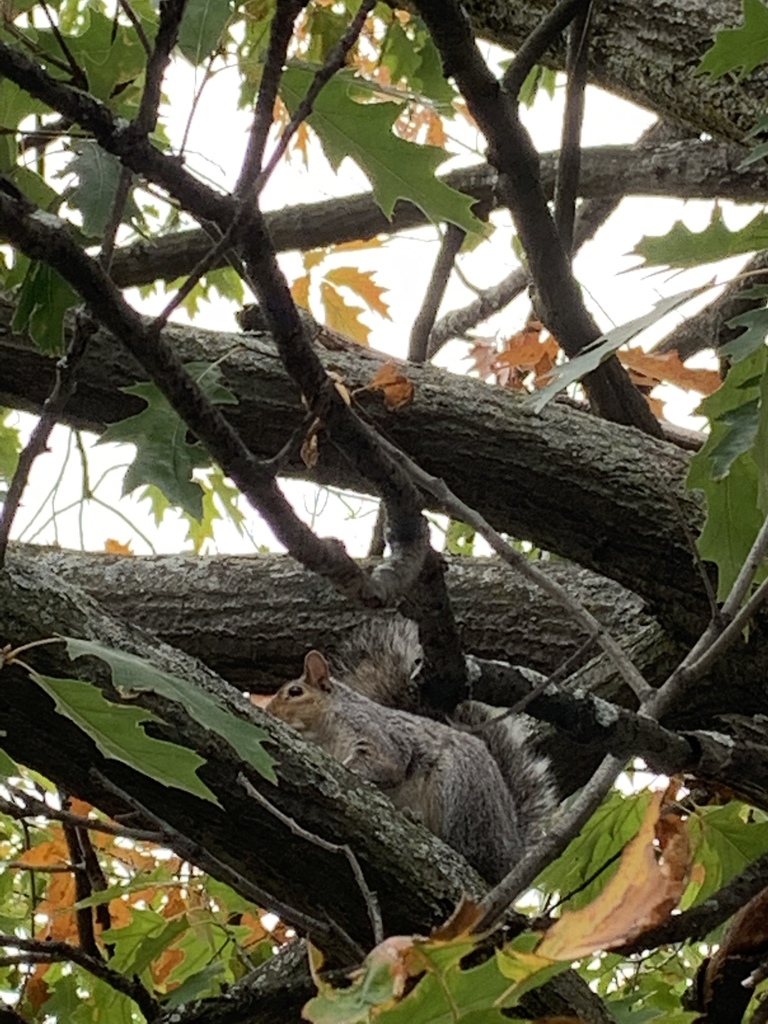 Eastern Gray Squirrel from Essex St, Lawrence, MA, US on October 23 ...