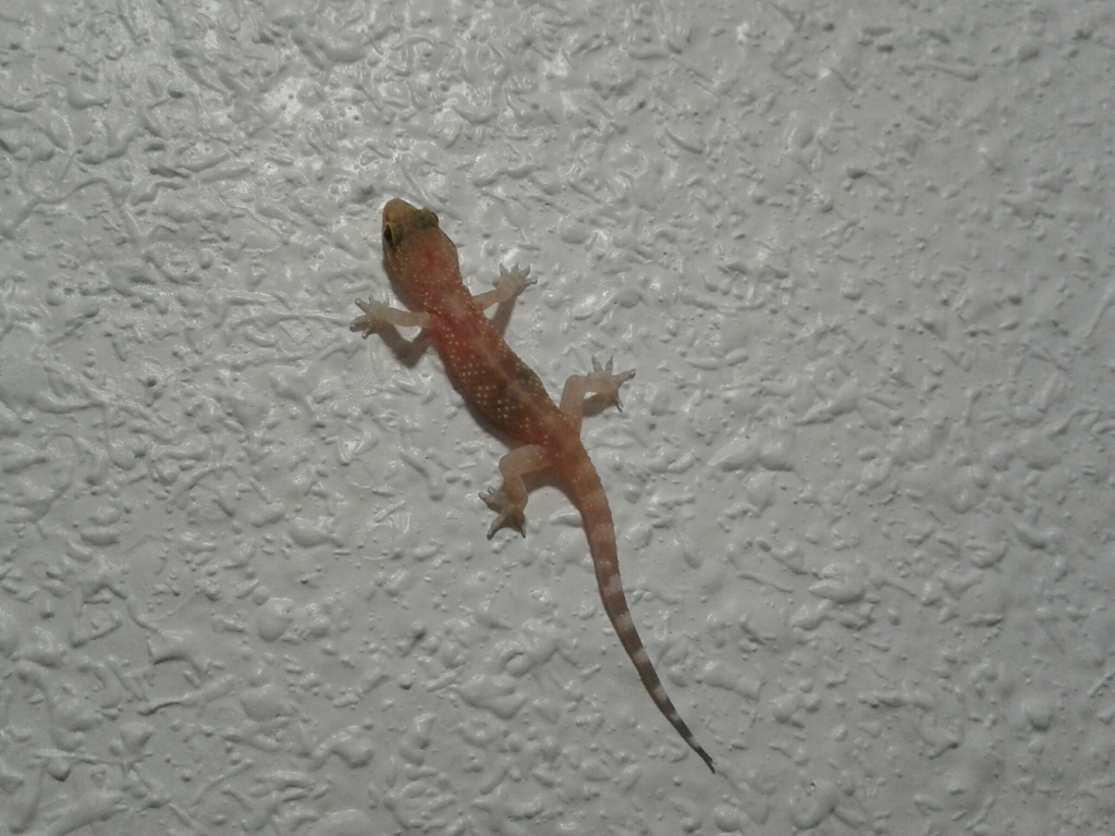 Mediterranean House Gecko from Puerto de Mazarrón, Murcia, Spain on ...