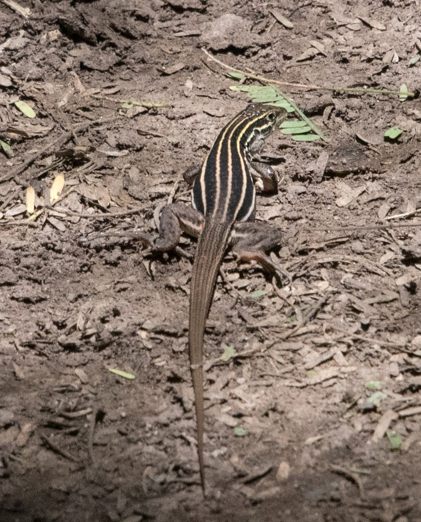 Desert Grassland Whiptail (Lizards of Highlands Center for Natural ...