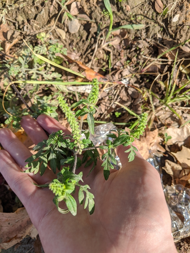 common ragweed from Saint Joseph, Louisville, KY, USA on October 23 ...