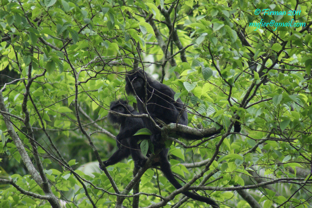 West Javan Langur in October 2011 by Firman · iNaturalist