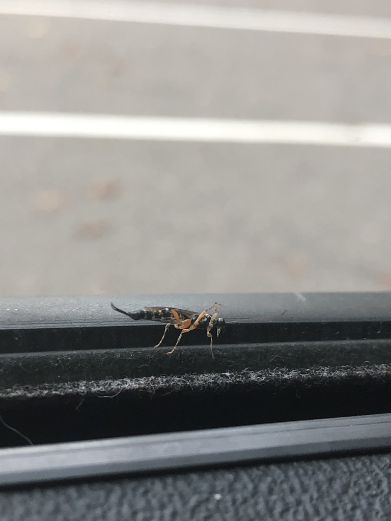 Pimpla from Welwyn County Preserve, Glen Cove, NY, US on October 23 ...