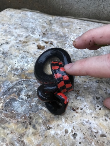 Western Mudsnake (Farancia abacura reinwardtii) - Snakes and Lizards