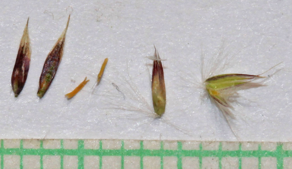 canadian bluejoint (Calamagrostis canadensis) - Botanical Realm