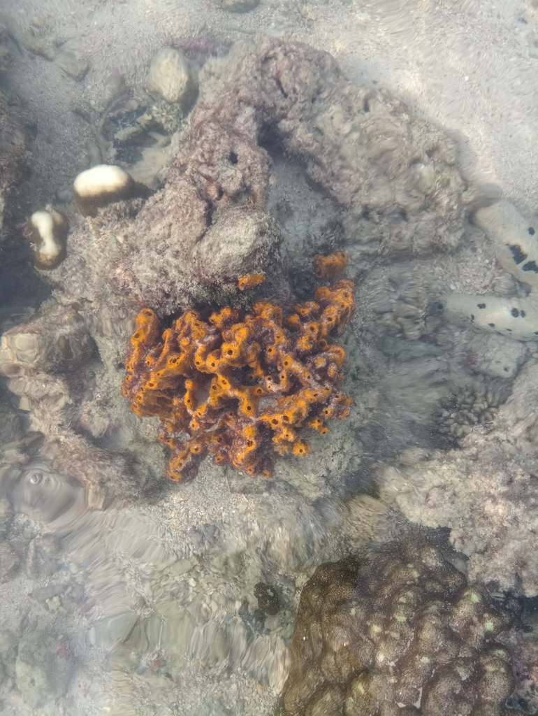 Stylissa massa from Пхукет 83150, Таиланд on May 31, 2018 at 01:08 PM ...