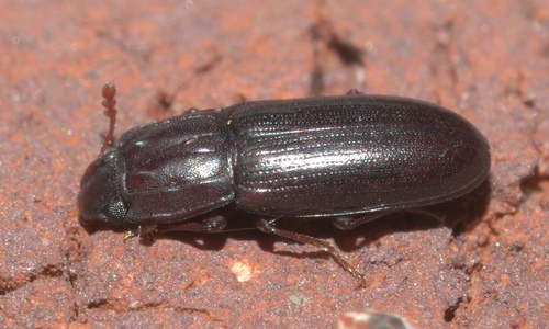 Aulonium parallelopipedum · iNaturalist