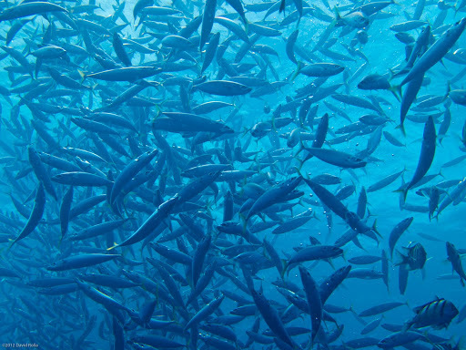 (Decapterus) - Marine Life Identification