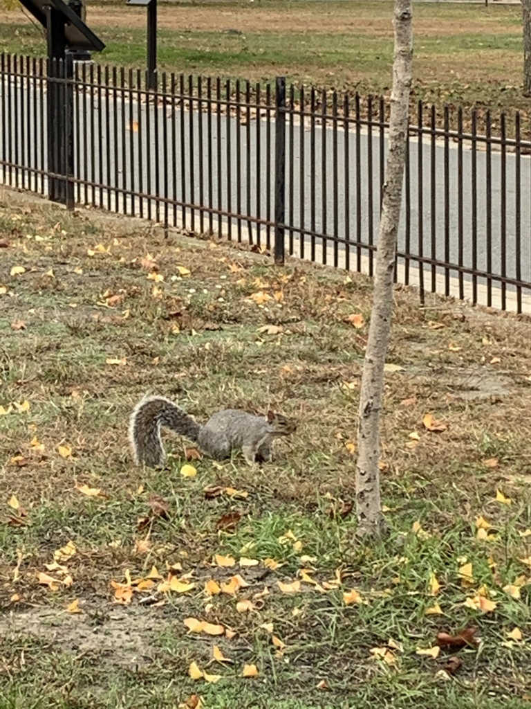 Eastern Gray Squirrel from Campagnone Common, Lawrence, MA, US on ...