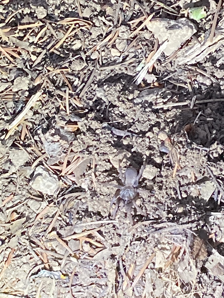 False Tarantula from Las Posadas State Forest, Angwin, CA, US on ...