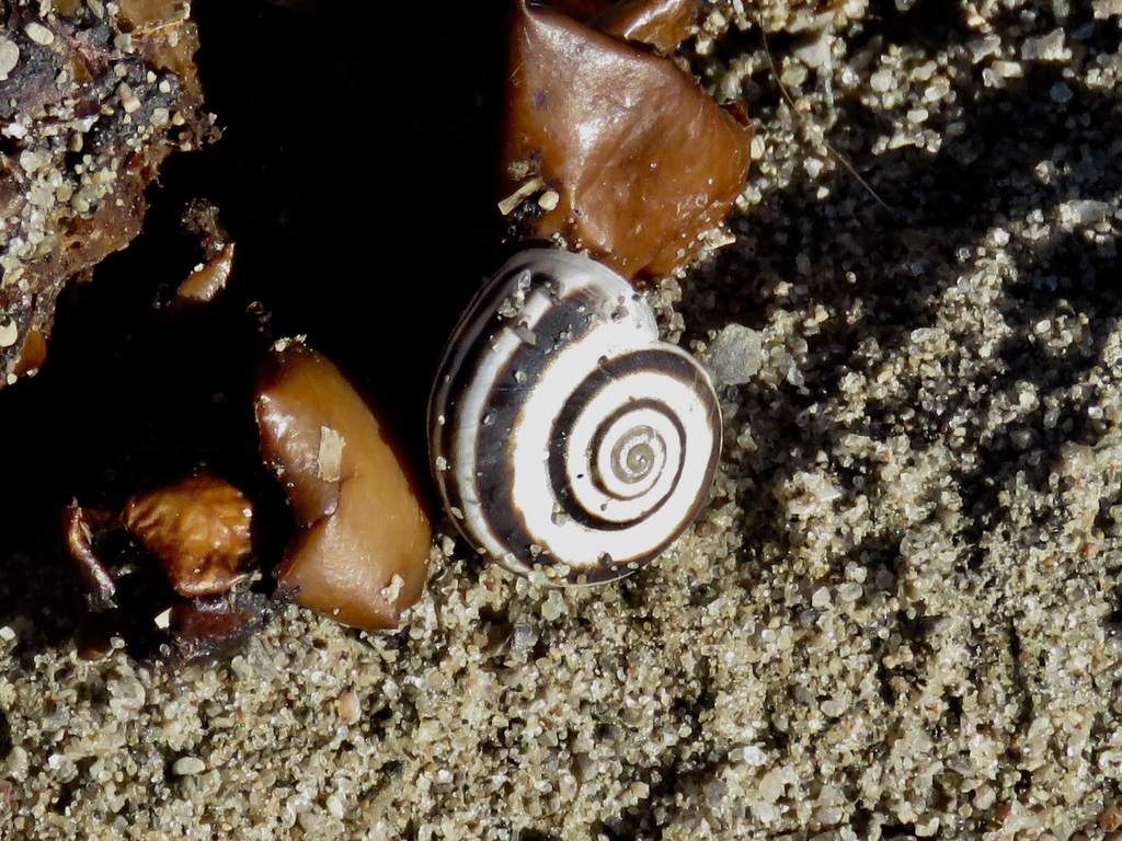 Eastern Heath Snail from Regional Municipality of Durham, ON, Canada on ...
