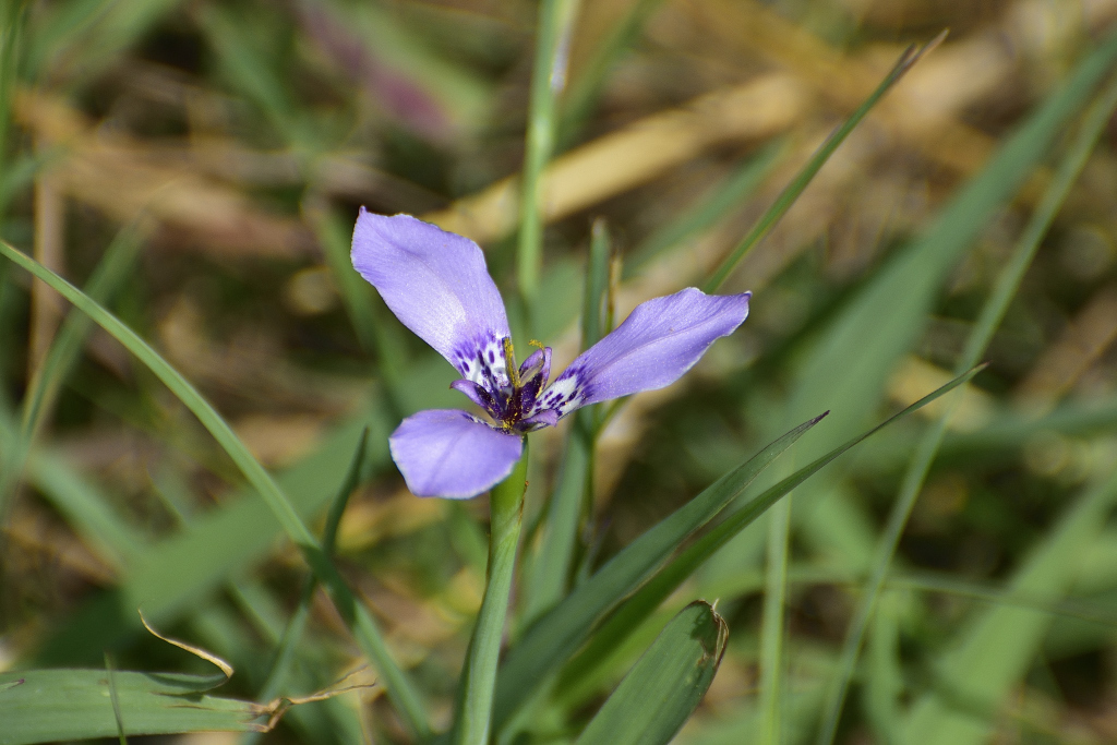 Prairie Nymph from Cobbitty NSW 2570, Australia on October 23, 2020 at ...