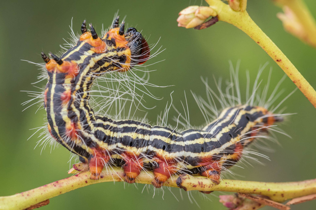 Datana from Orange, Florida, United States on October 23, 2020 at 12:39 ...