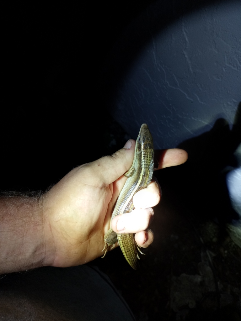 Yellow-throated Plated Lizard in October 2020 by Carl. Got away from me ...
