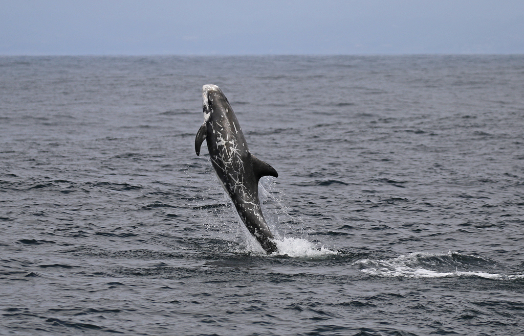 (Grampus) - Marine Life Identification