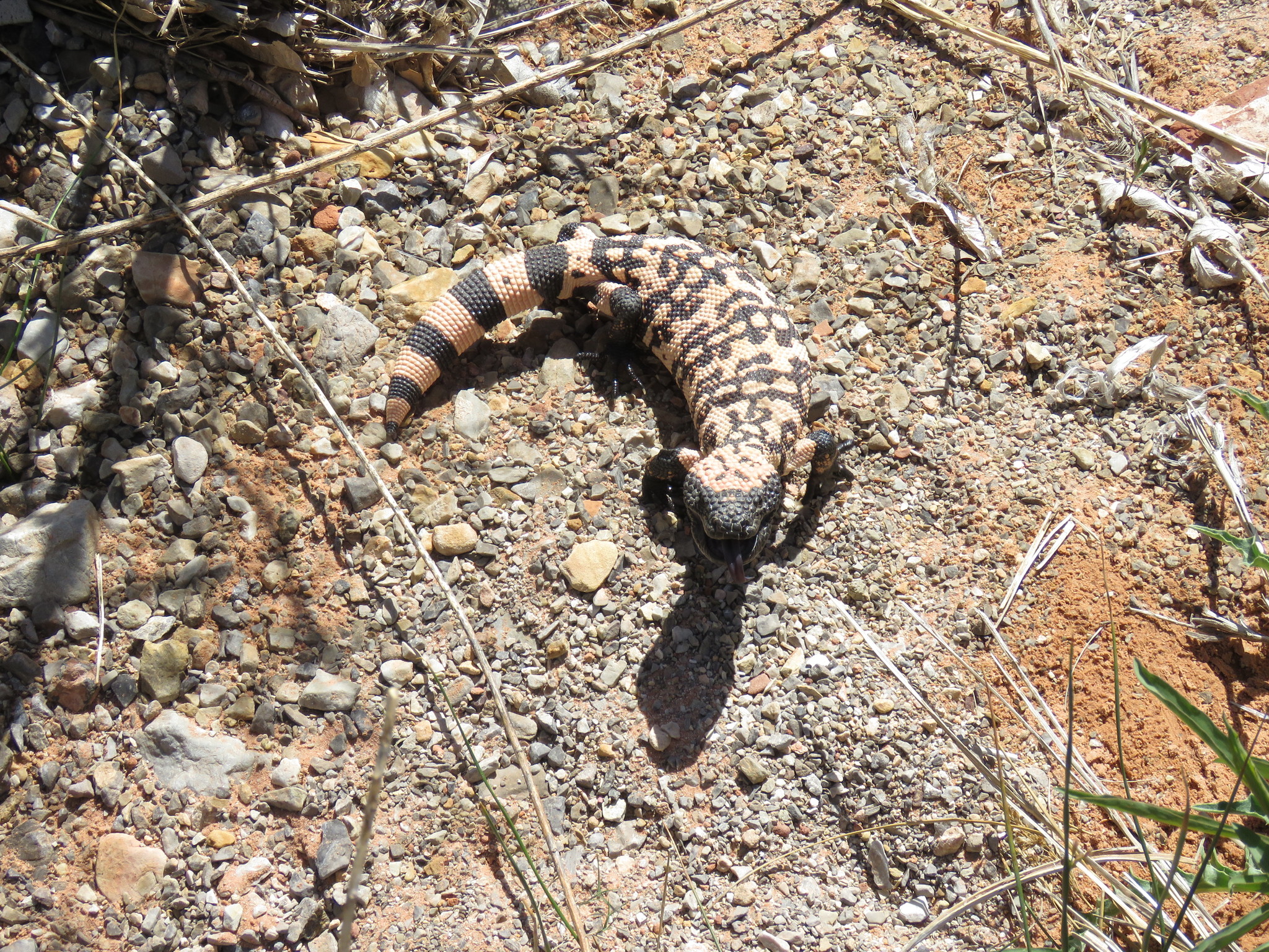 Heloderma suspectum cinctum Bogert & Martín Del Campo, 1956