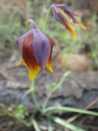Subspecies Calochortus barbatus chihuahuanus · iNaturalist