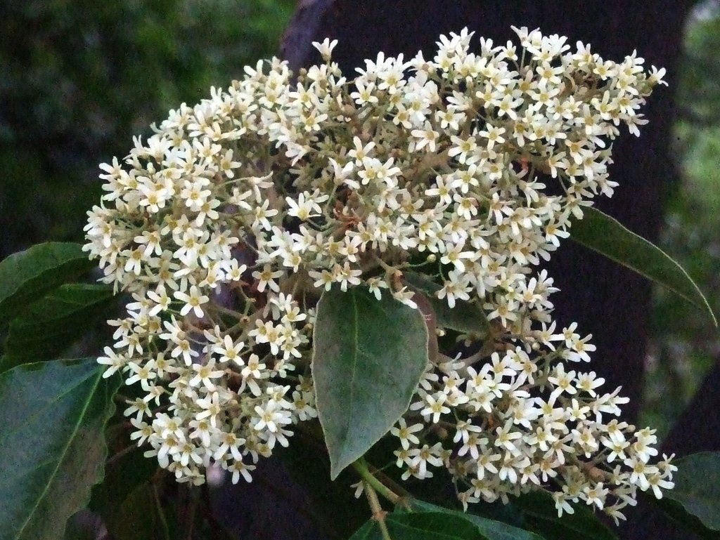 Candlenut (Wetland Plants of Georgia) · iNaturalist