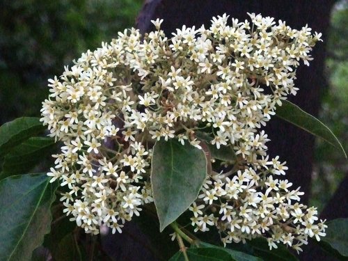 Candlenut (Wetland Plants of Georgia) · iNaturalist