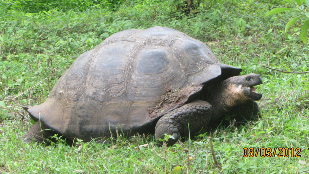 Western Santa Cruz Giant Tortoise in August 2012 by Richard Hasegawa ...