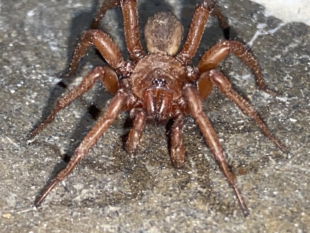 Comstock's Wafer Trapdoor Spider from US-62, Prairie Grove, AR, US on ...