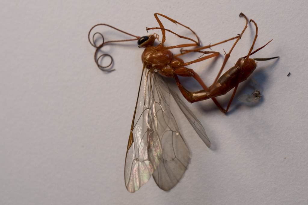 Netelia from Melbourne VIC, Australia on October 24, 2020 at 12:47 AM ...