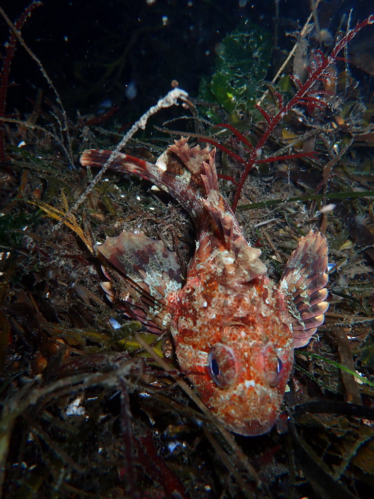 Red Irish Lord (Hemilepidotus hemilepidotus) - Marine Life Identification
