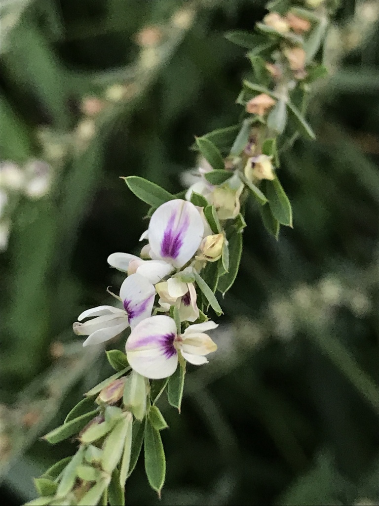 Chinese bushclover (Lespedeza cuneata) - Botanical Realm