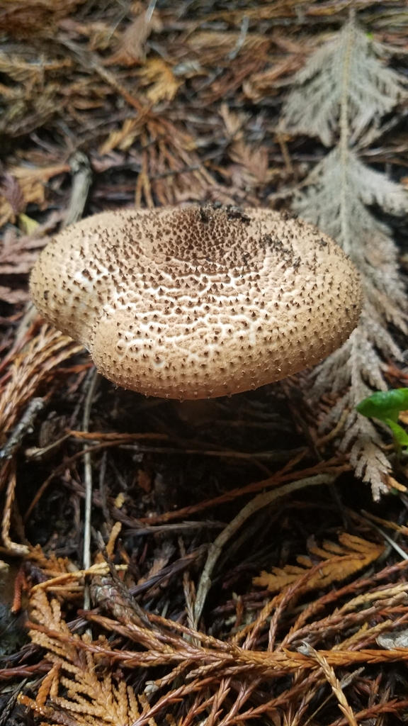 Freckled Dapperling from King County, US-WA, US on October 23, 2020 at 04:04 PM by noah_siegel ...