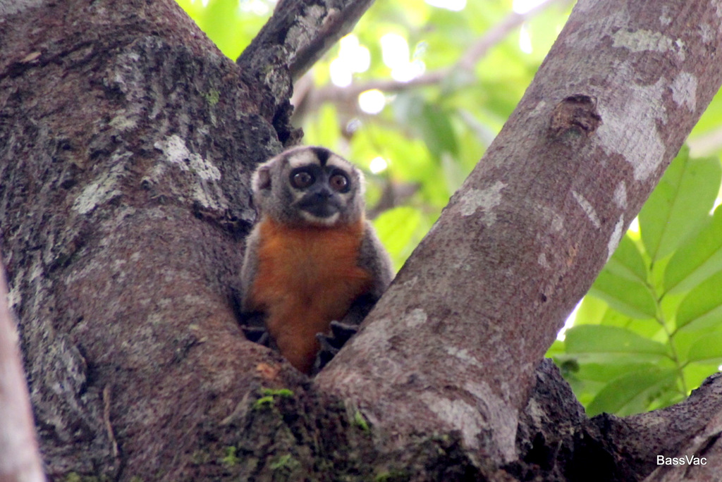 Nancy Ma’s Night Monkey (Aotus nancymai) - Know Your Mammals