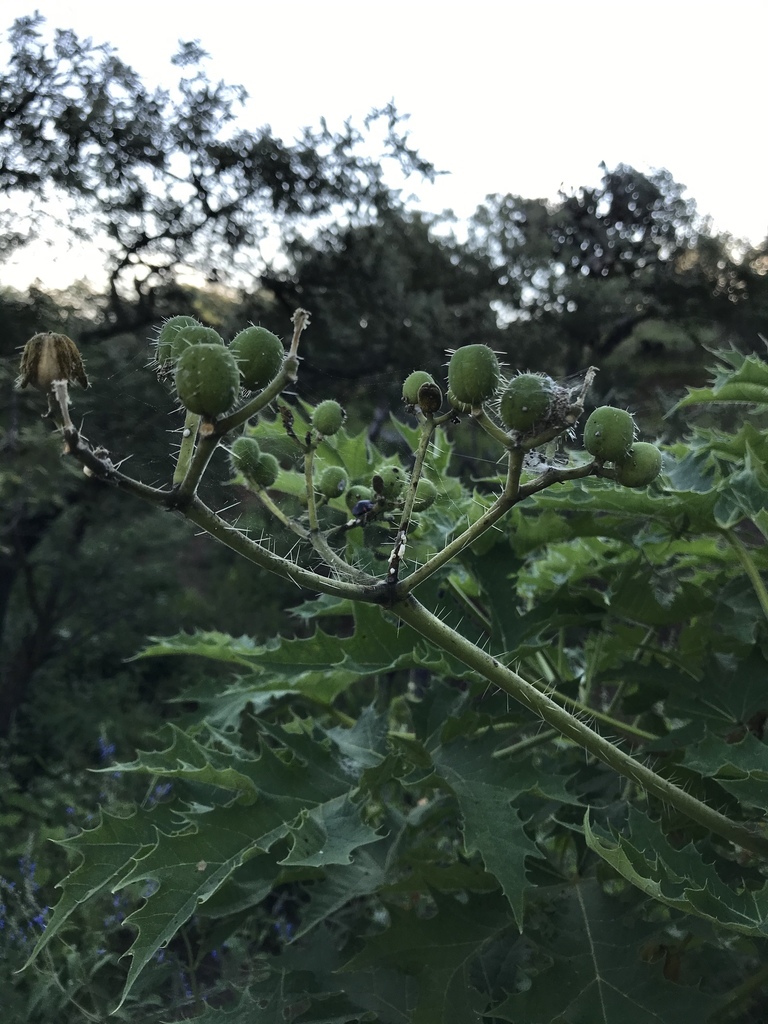 Cnidoscolus rzedowskii in October 2020 by Susana Monasterio · iNaturalist