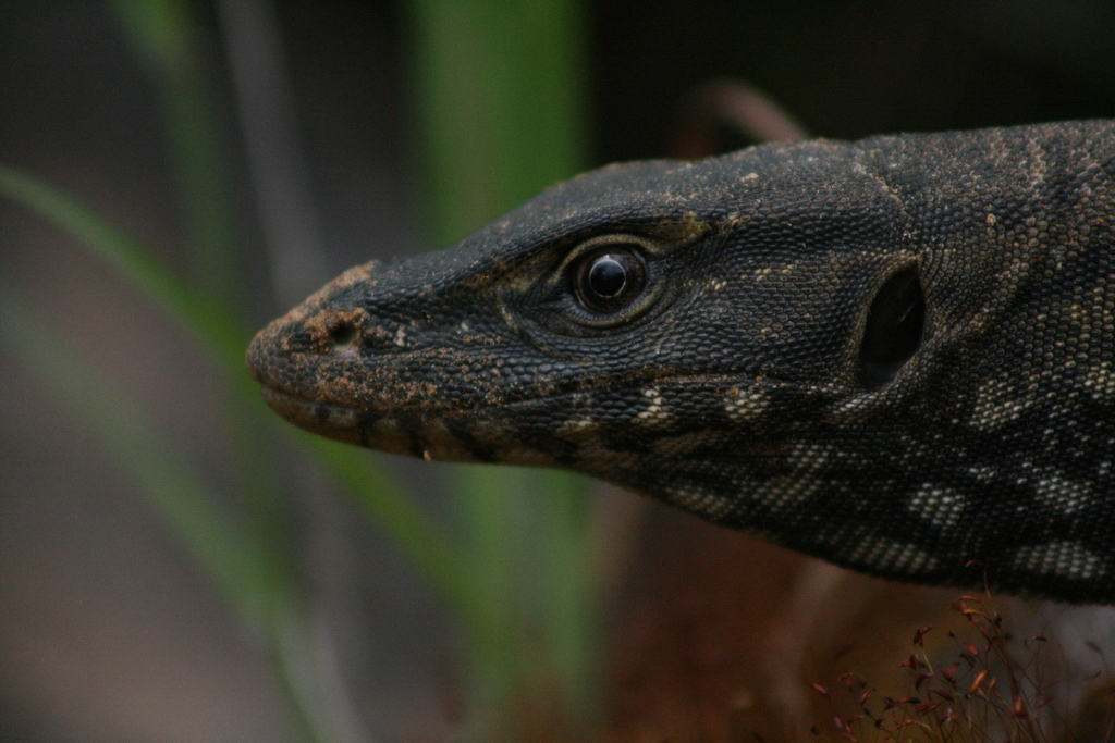 Southern Heath Monitor from Marbelup WA 6330, Australia on October 24 ...