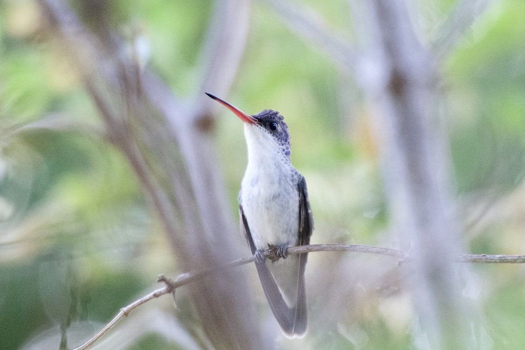 Violet-crowned Hummingbird from Paton Center for Hummingbirds ...