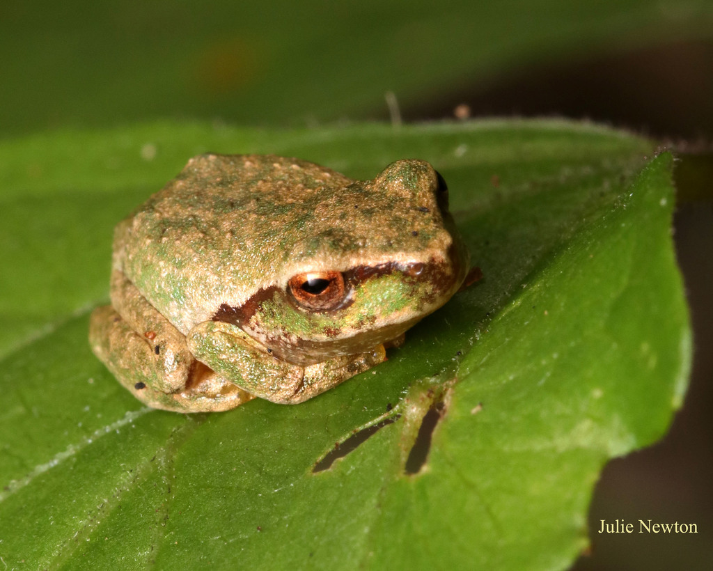 Davies' Tree Frog in October 2020 by juliegraham173. Another ...