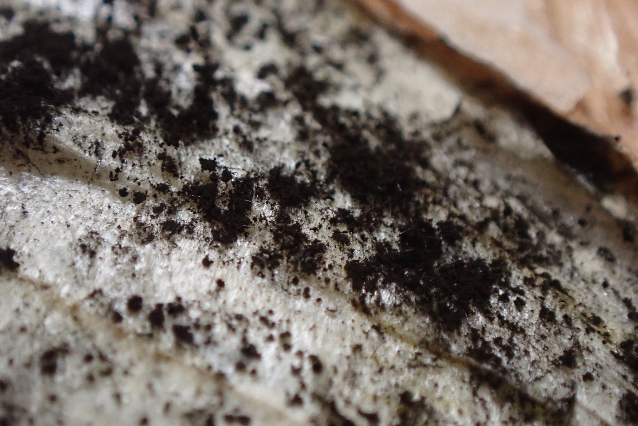 Aspergillus niger Tiegh.