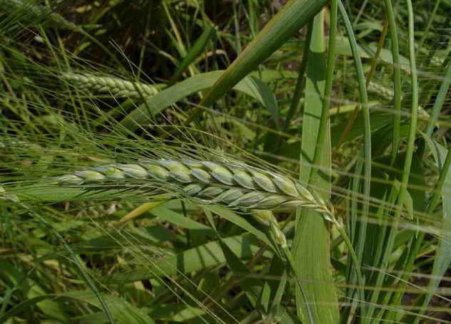 Durum Wheat (Triticum turgidum durum) - Botanical Realm