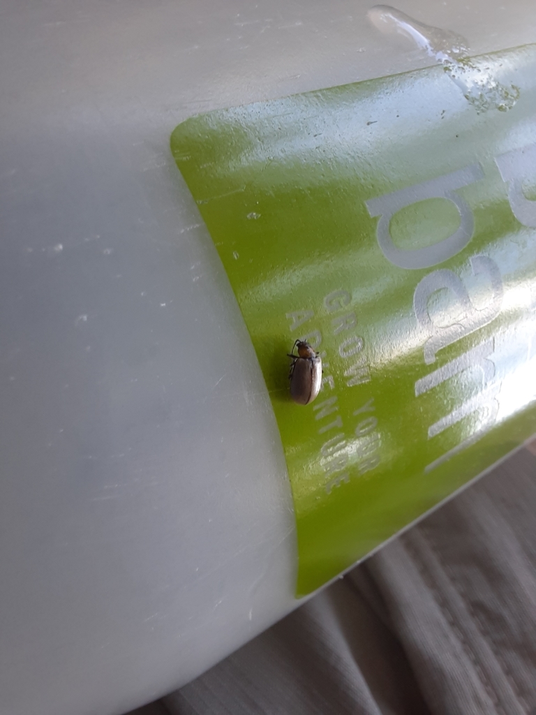 Heather Beetle from Marlborough 7195, New Zealand on October 23, 2020 ...