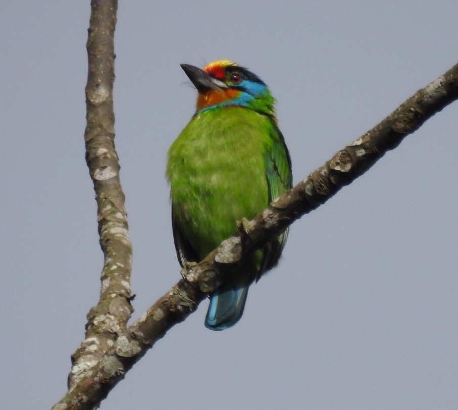 Black-browed Barbet (Hainan Birds 海南鸟类) · iNaturalist