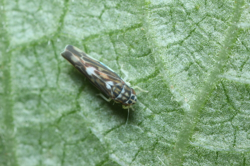 Arboridia yanonis · iNaturalist