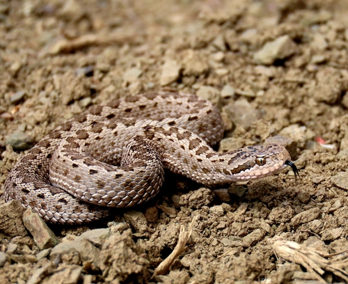 Iranian Mountain Steppe Viper (Subspecies Vipera eriwanensis ebneri ...