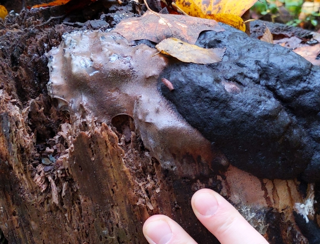 Tapioca Slime Mold from Rockville, MD 20853, USA on October 15, 2020 at ...